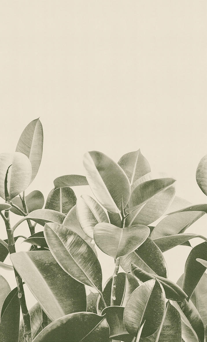 RUBBER PLANT - Wall coverings / wallpapers from LONDONART | Architonic