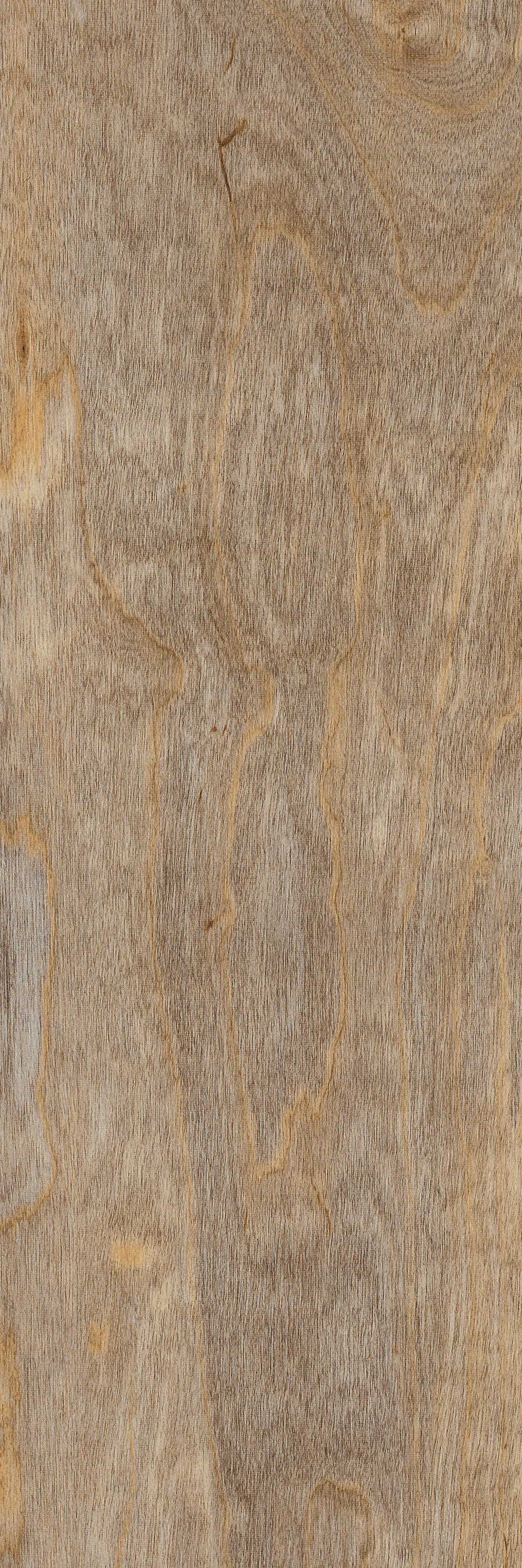 Spacia Woods - 0,55 mm | Bleached Elm | Architonic